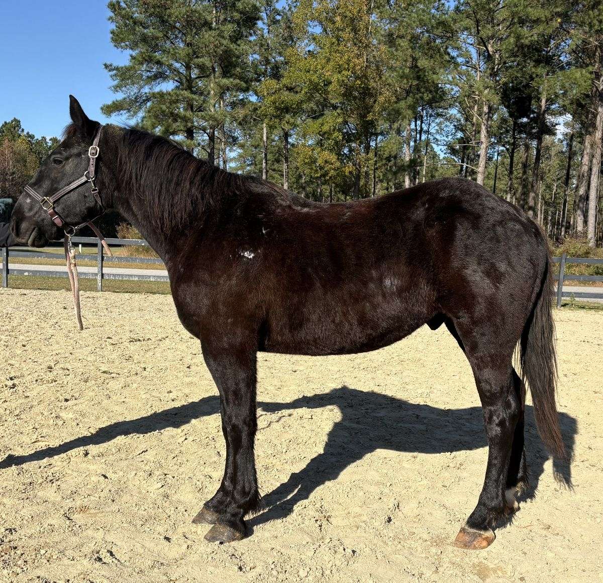 Percheron QH Cross