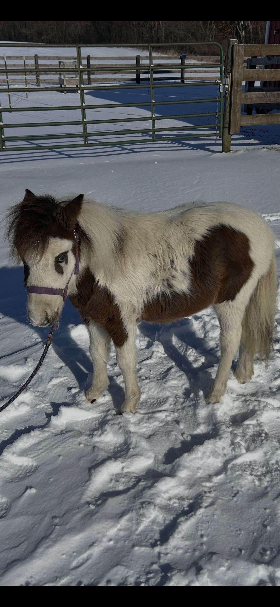 Miniature AMHR Filly