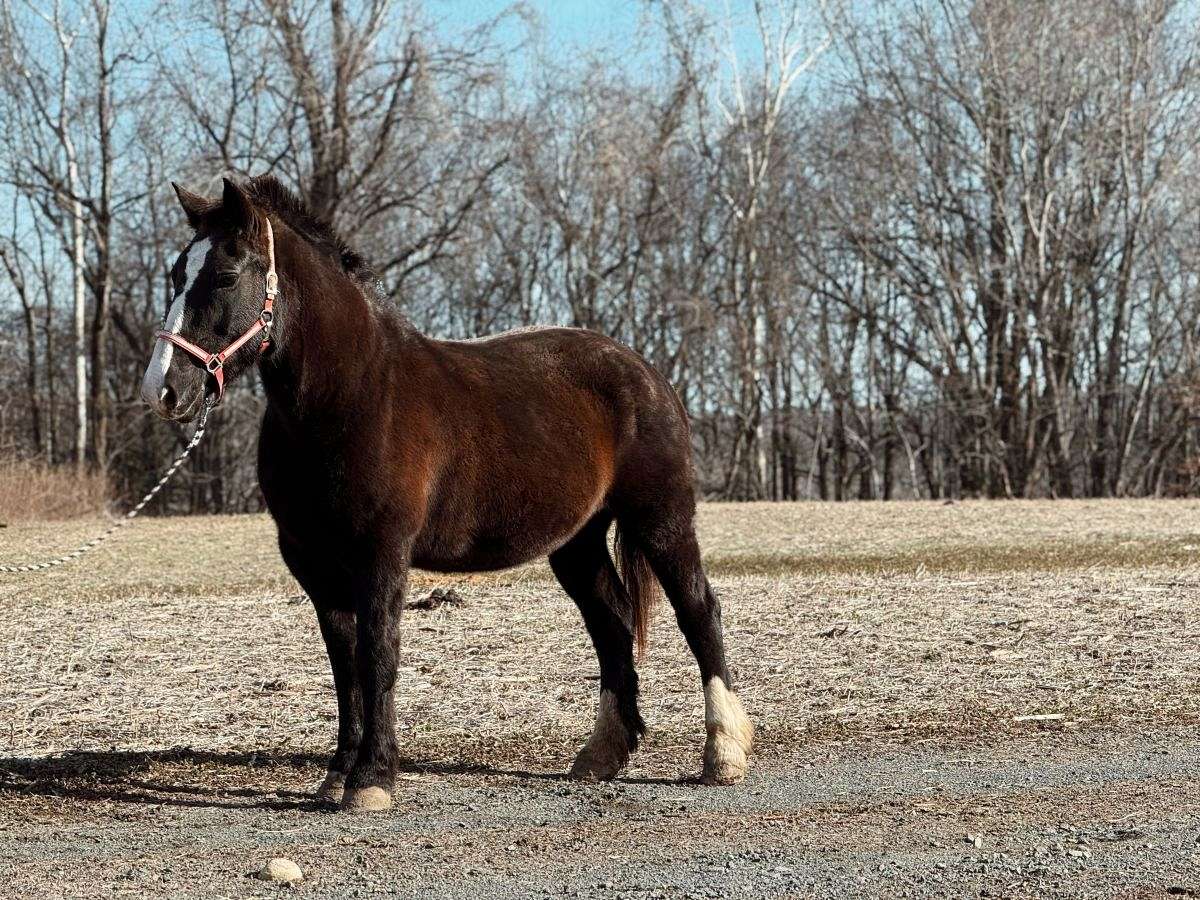 Gorgeous Draft Mare