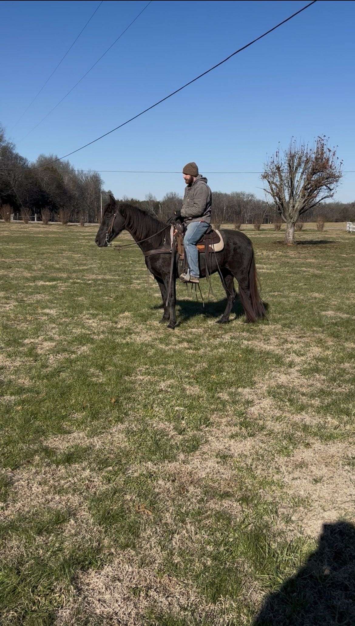 Beautiful Black Walking Horse