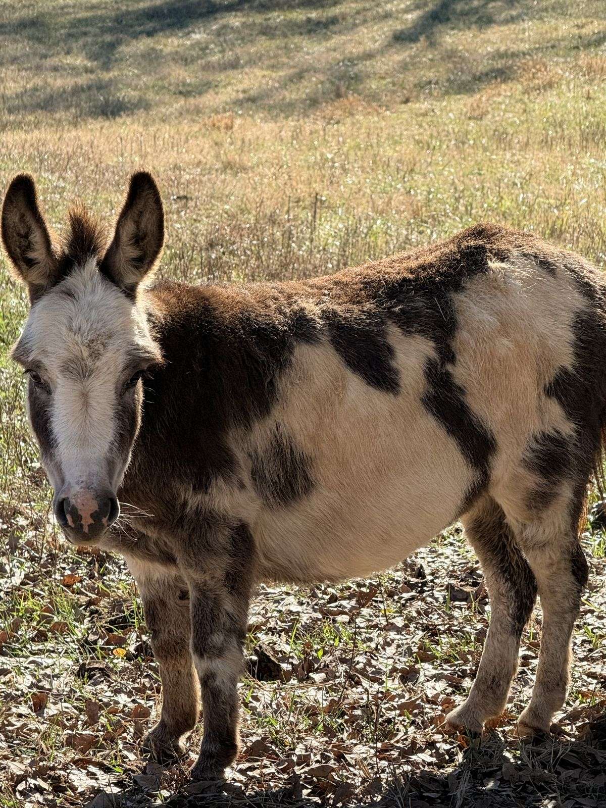 Miniature Donkey Jenny 29”