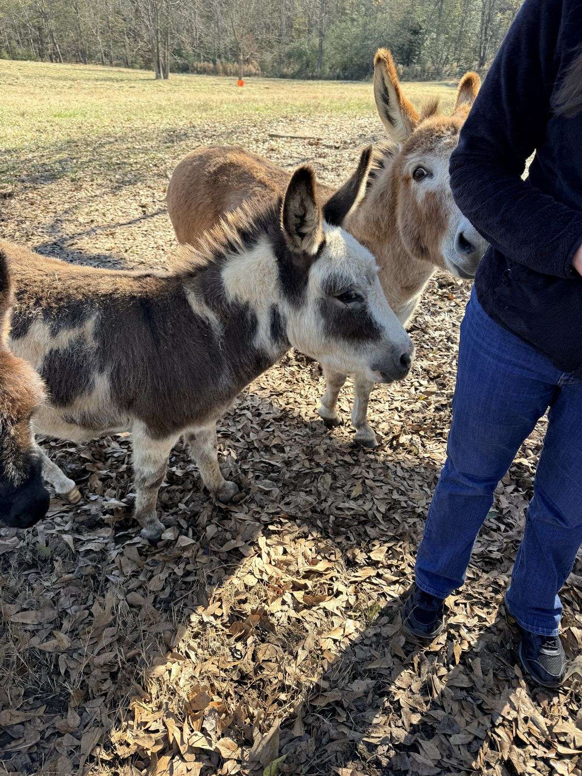 Miniature Donkey Jenny 29”