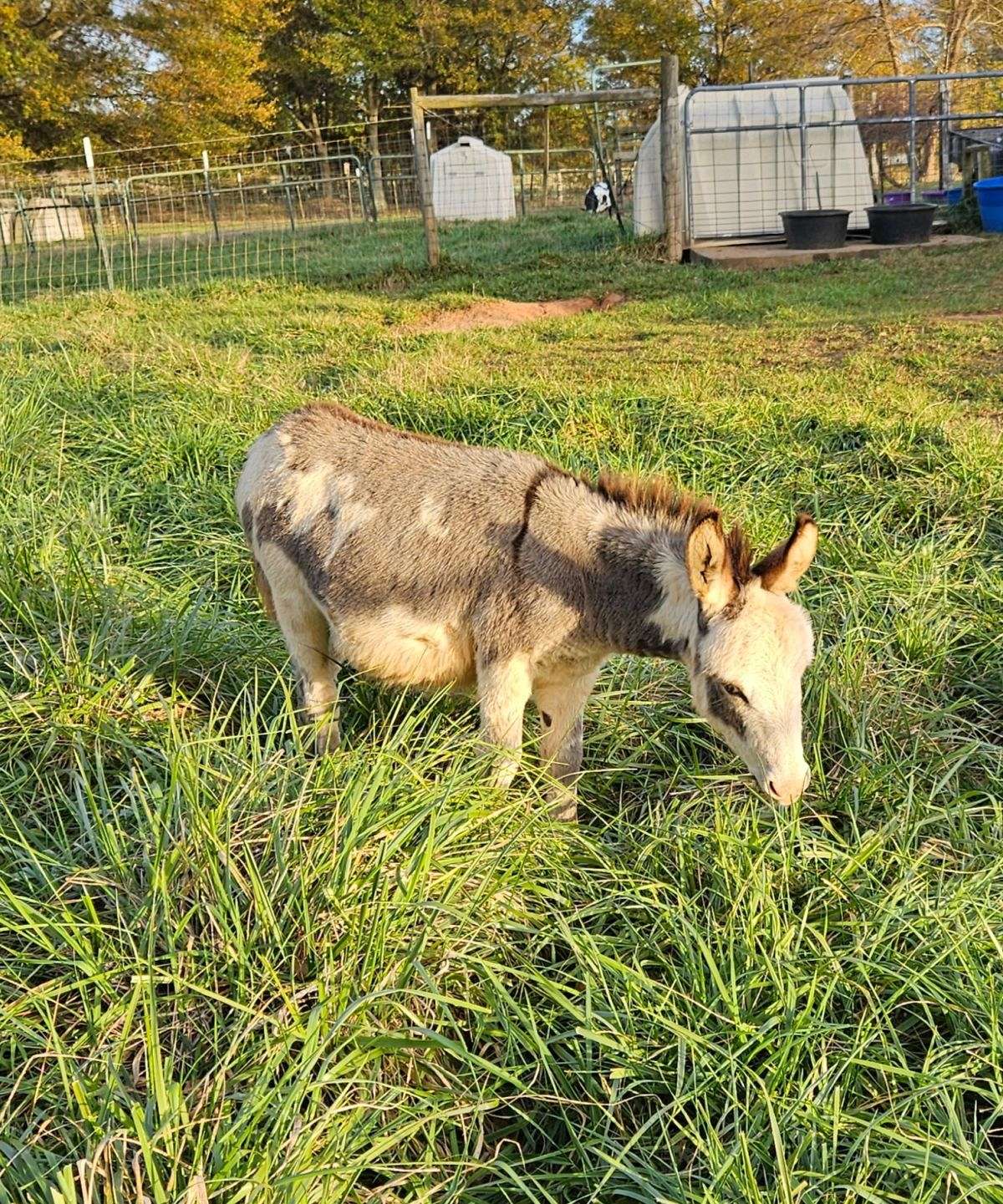 Miniature Donkey, Jack, Paint Stud