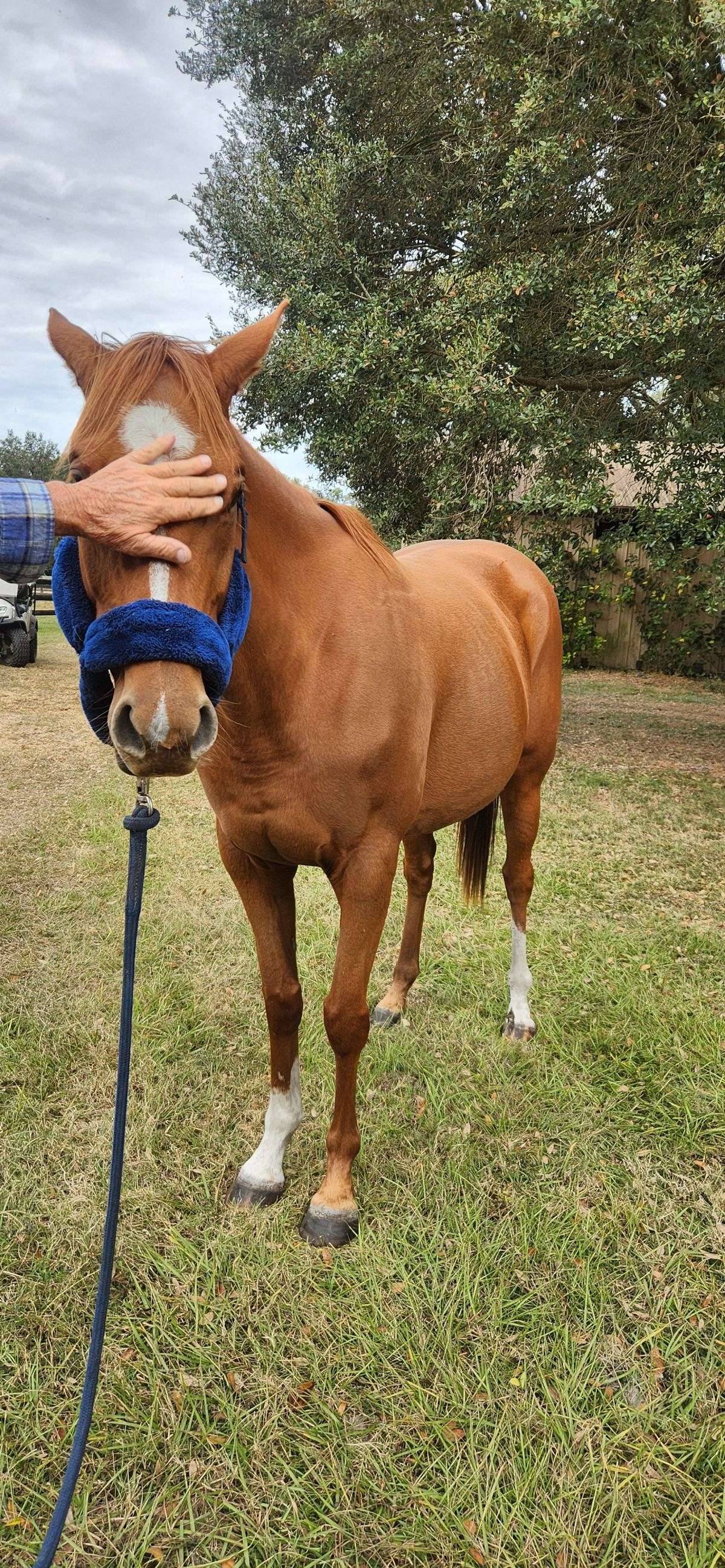 2021 Chestnut Thoroughbred Filly – Amateur Friendly Prospect