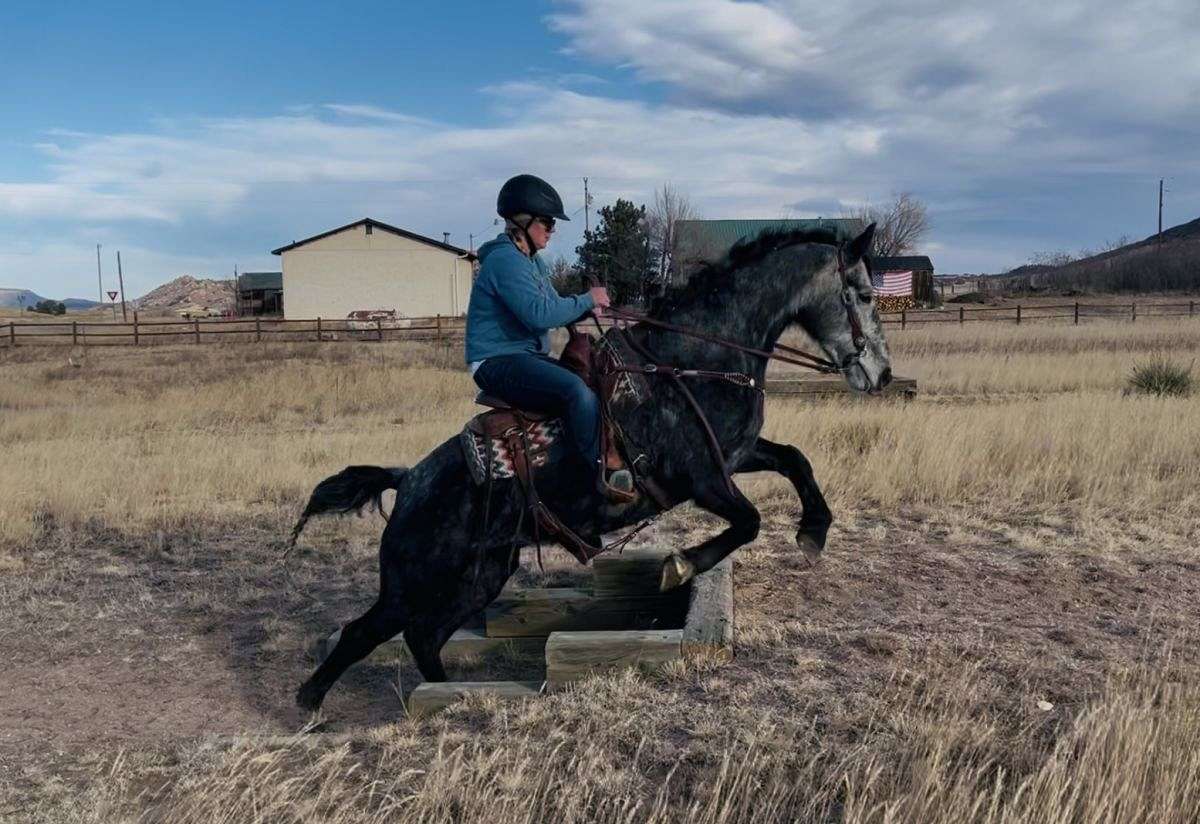 Dappled Gelding