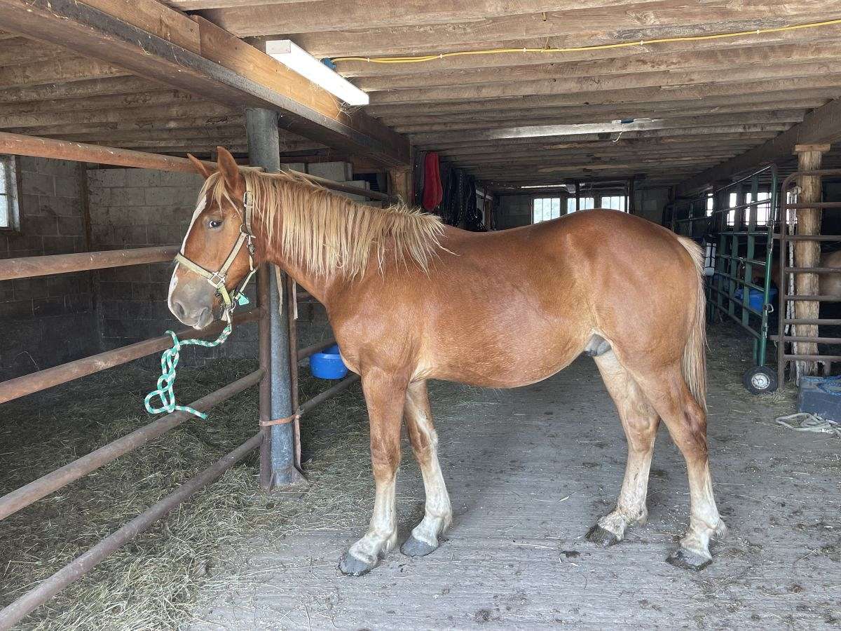 1 1/2 Year Old Belgian Gelding
