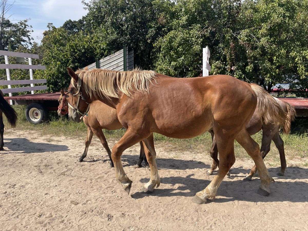 1 1/2 Year Old Belgian Gelding