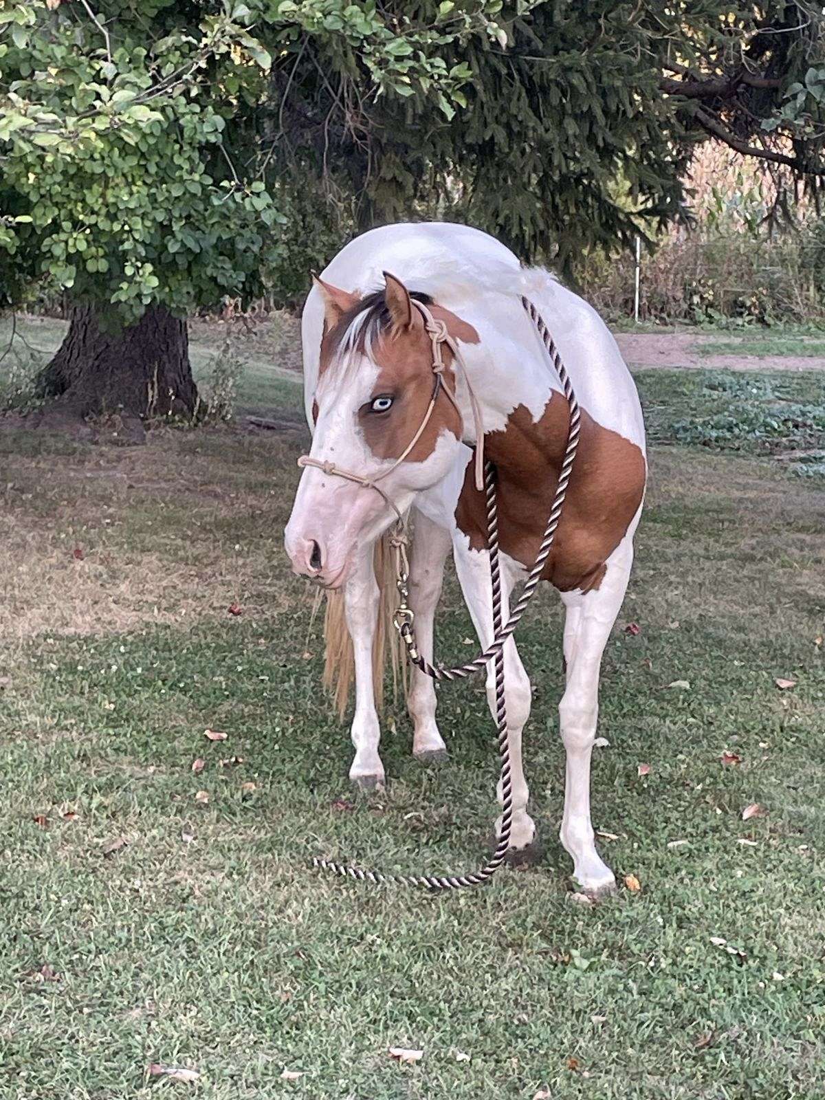 Trail Ride Paint Mare