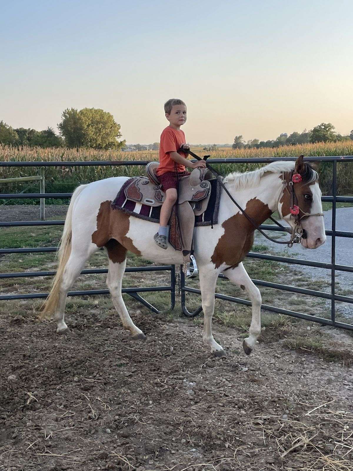 Trail Ride Paint Mare