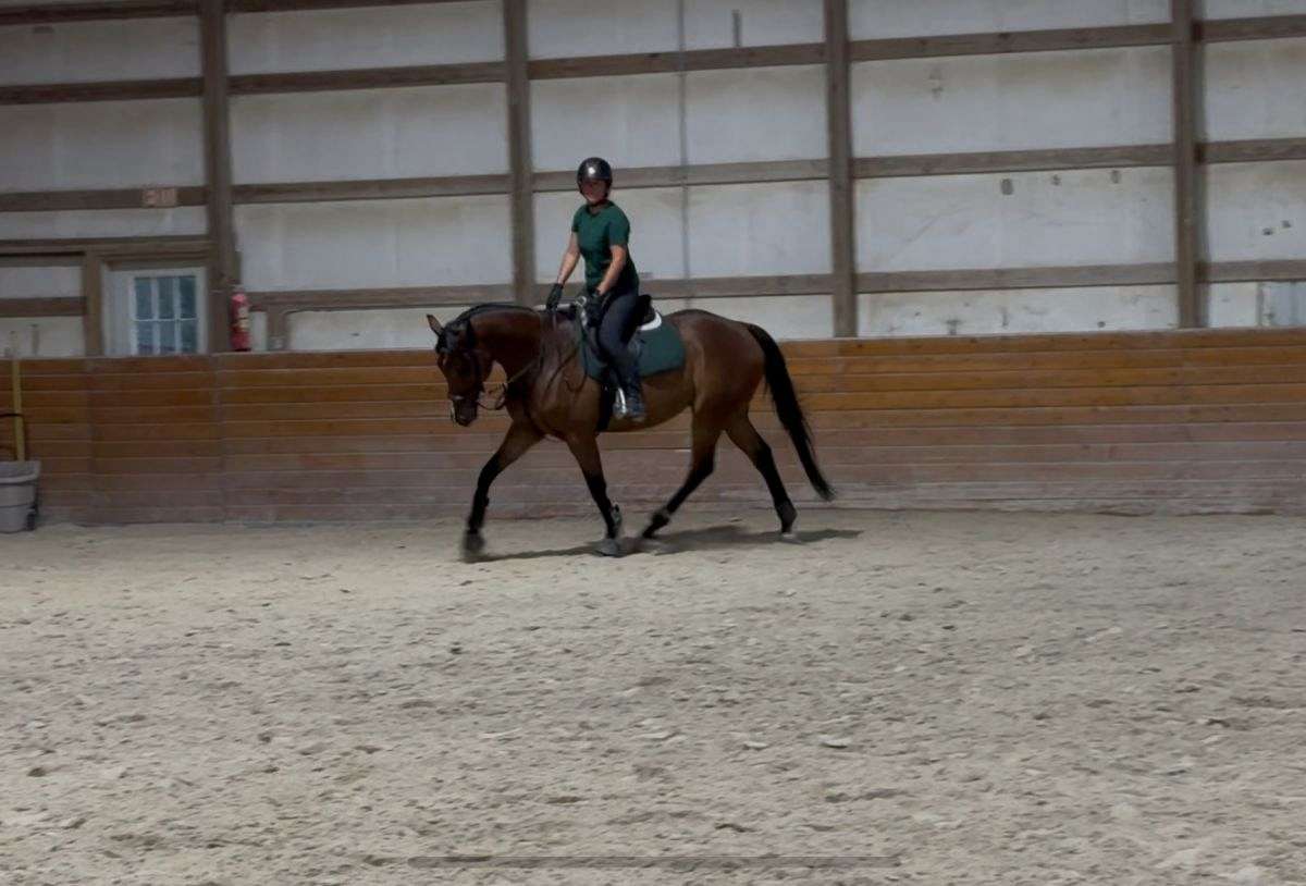 9 Yr Old Gelding