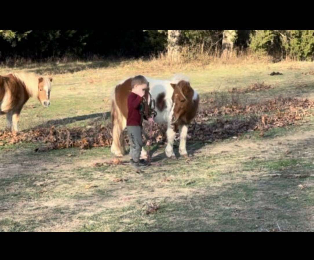 Smoothie - You Wont Find One More Gentle Then This Little Pony