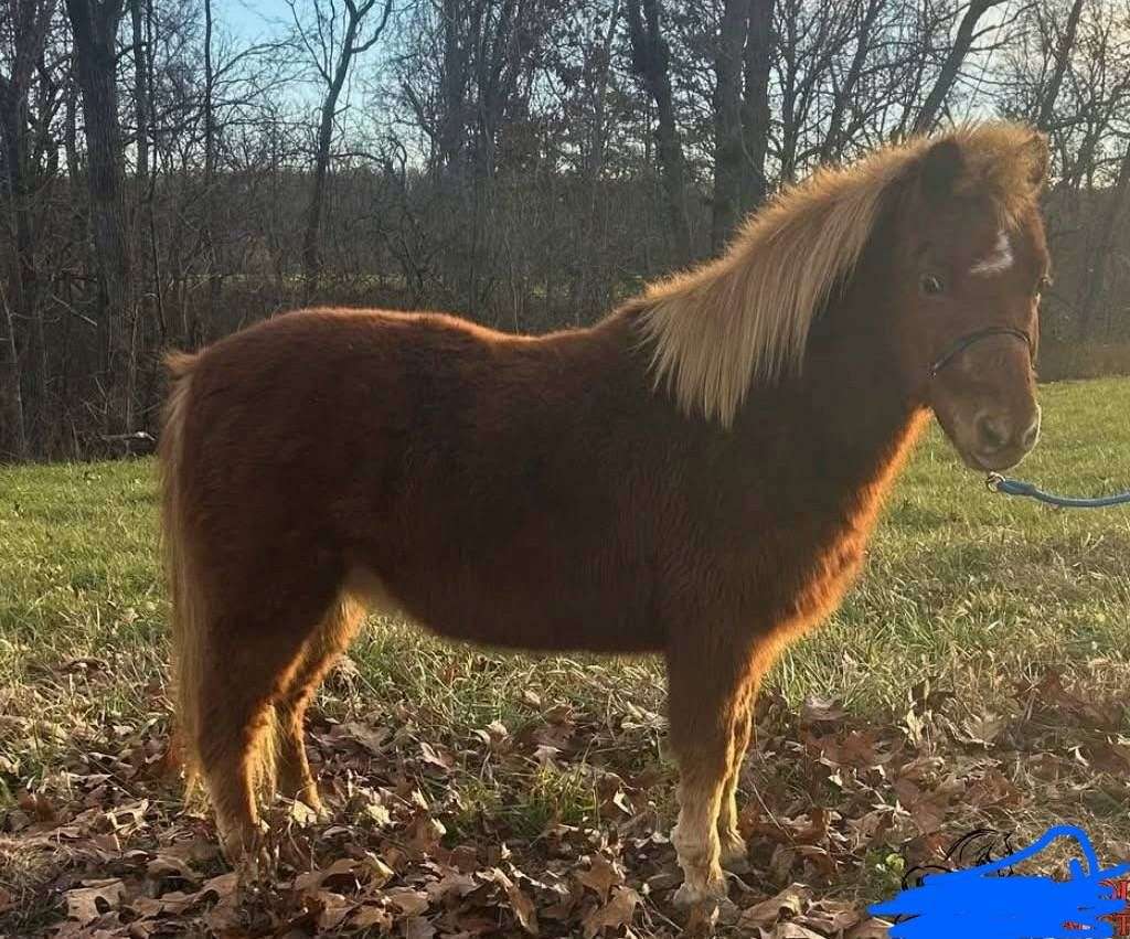 Pair of Riding and Driving Ponies - Tony and Champ