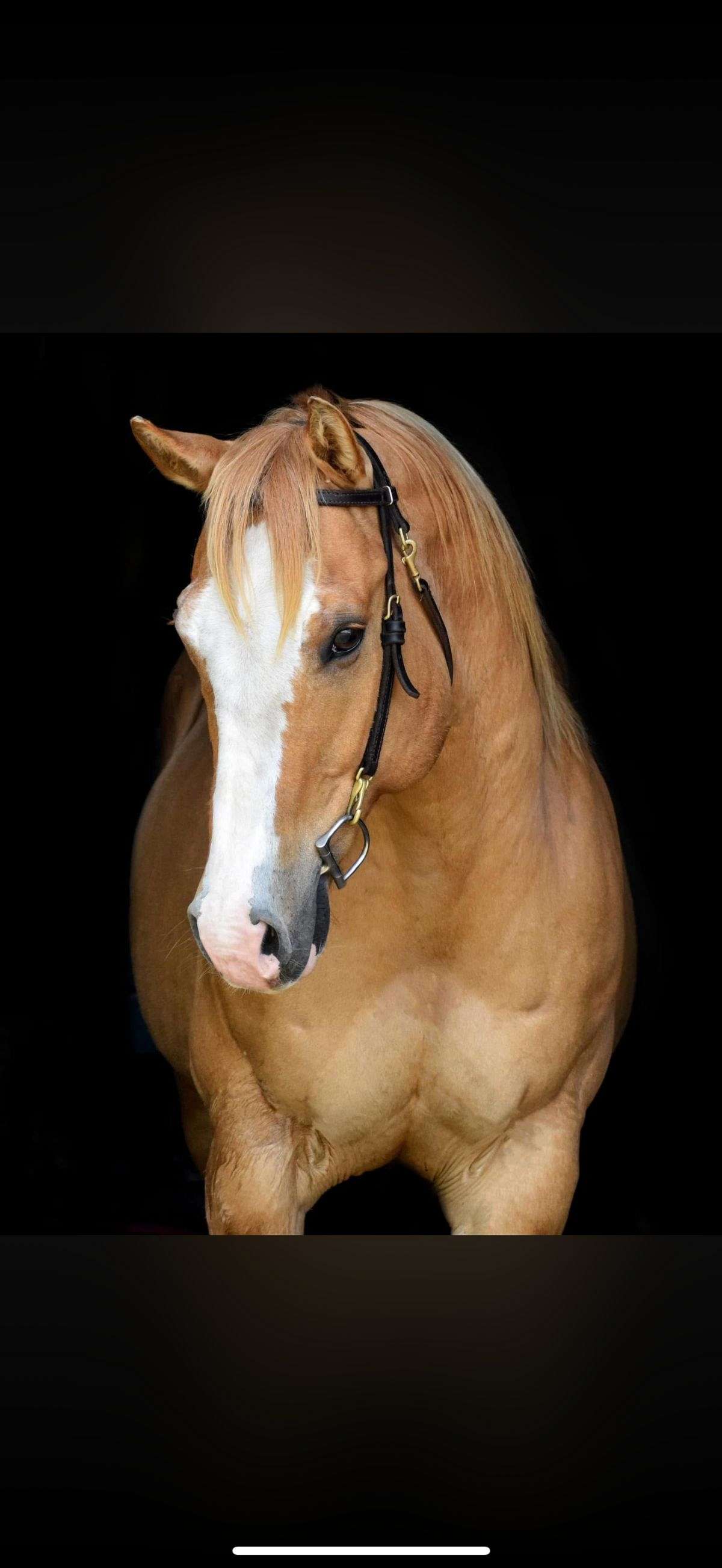 Handy Western Gelding