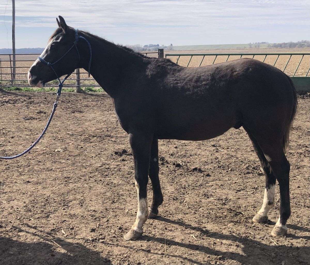 2024 APHA Black Overo Gelding