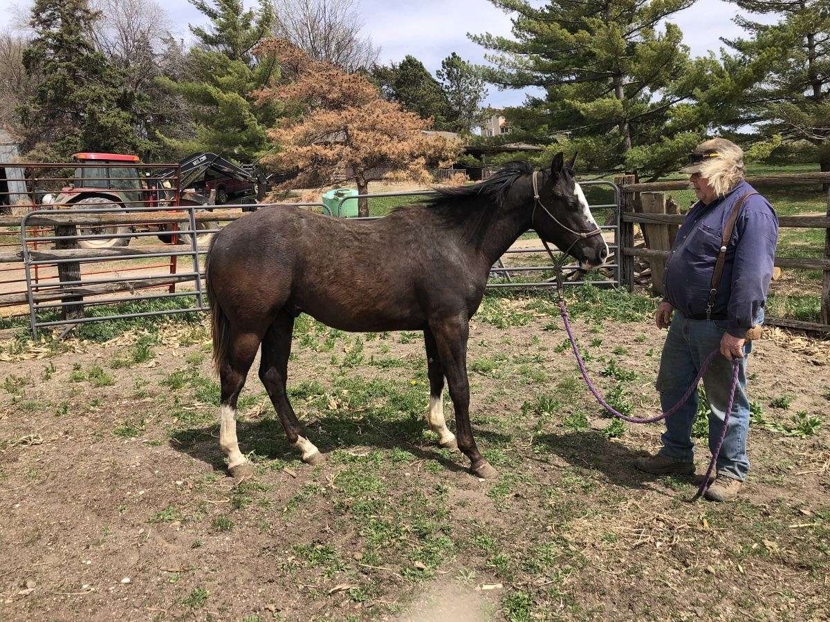 2024 APHA Black Overo Gelding