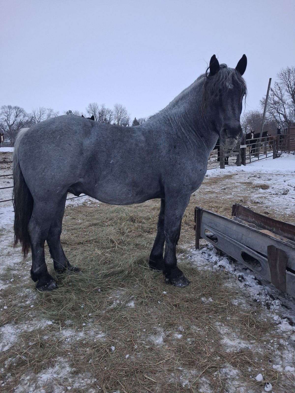 Blueroan Percheron Stud