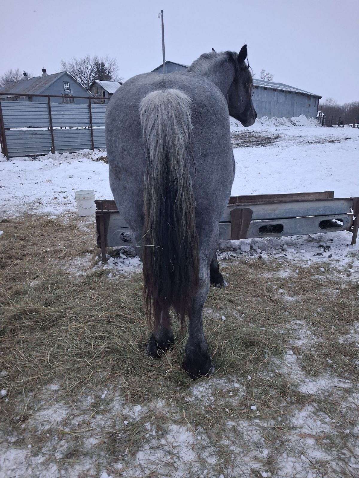 Blueroan Percheron Stud