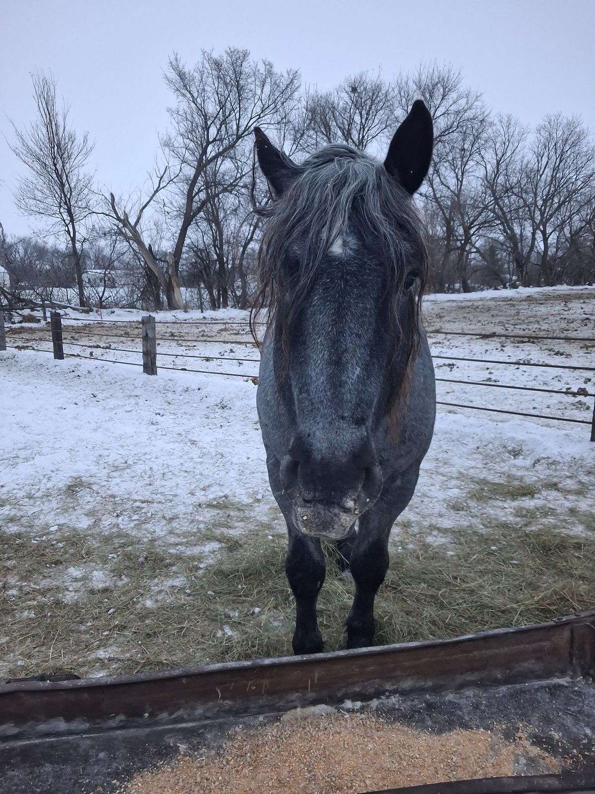 Blueroan Percheron Stud