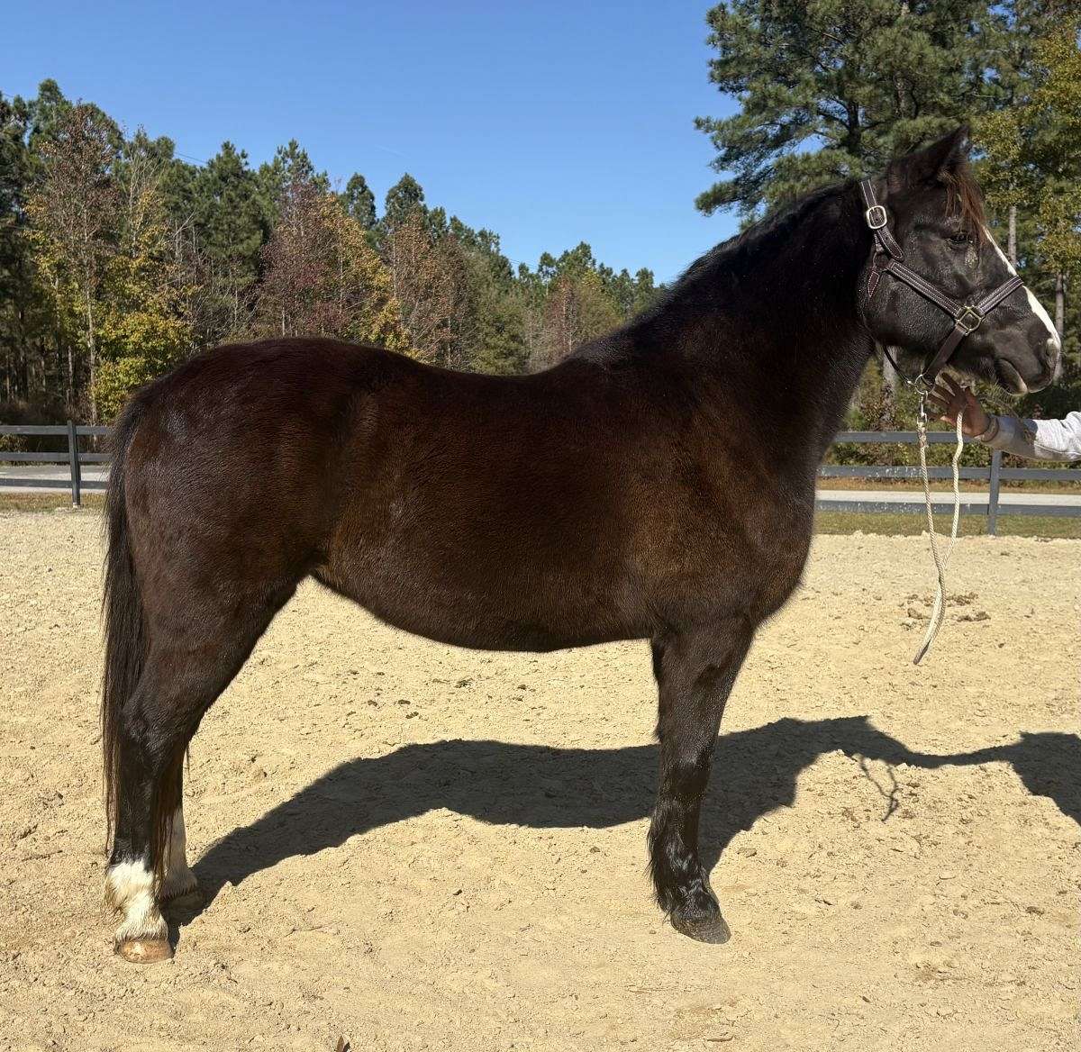Black Haflinger Cross