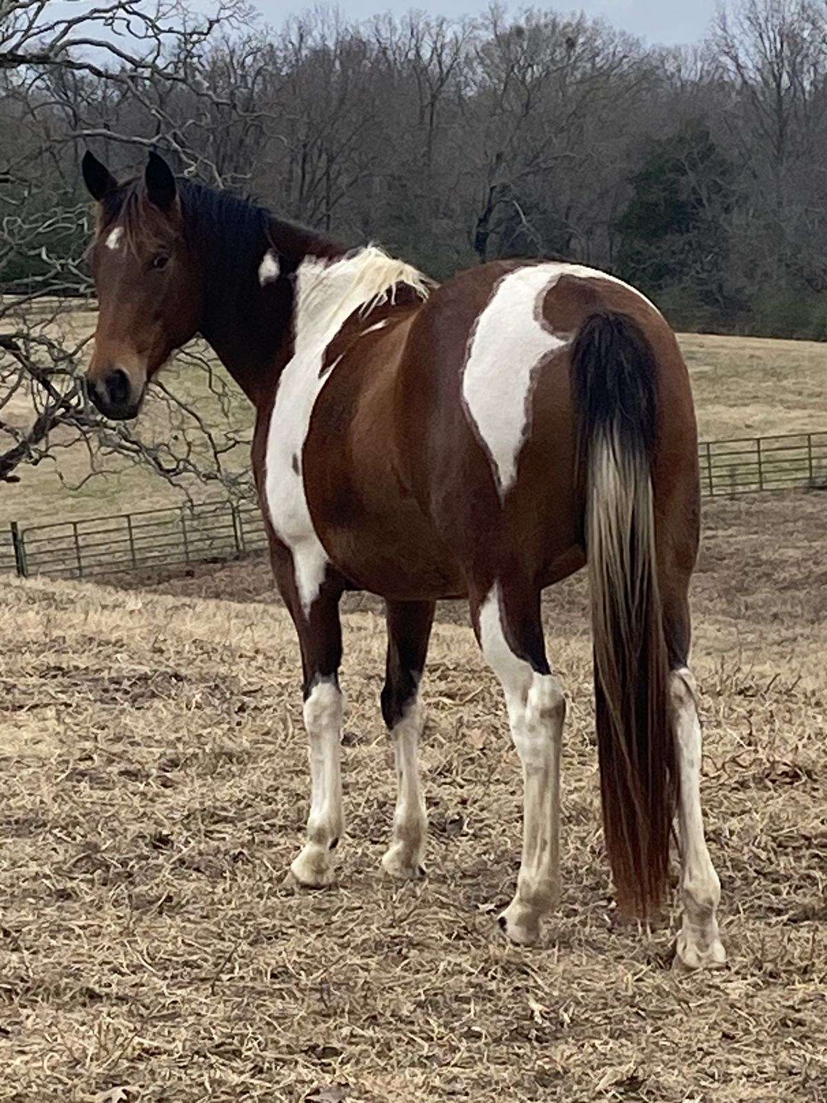 Flashy APHA Tobiano Mare Sired by Guys Payday