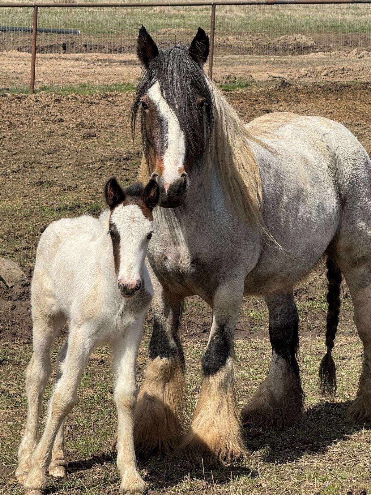 Bay and White Gypsy Filly