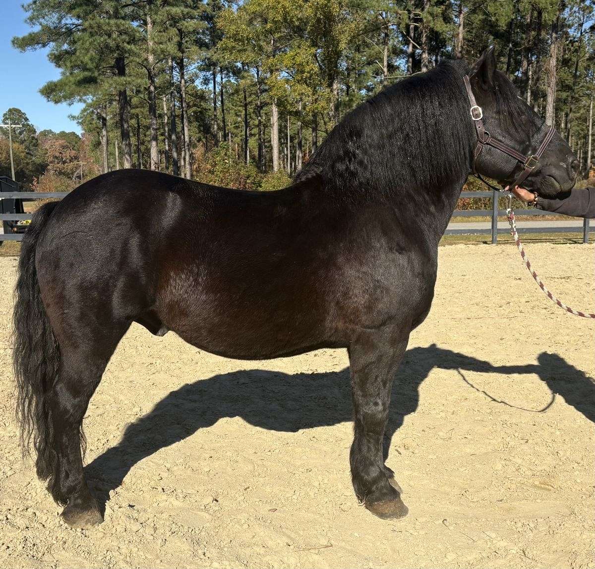 Chunky Draft Pony
