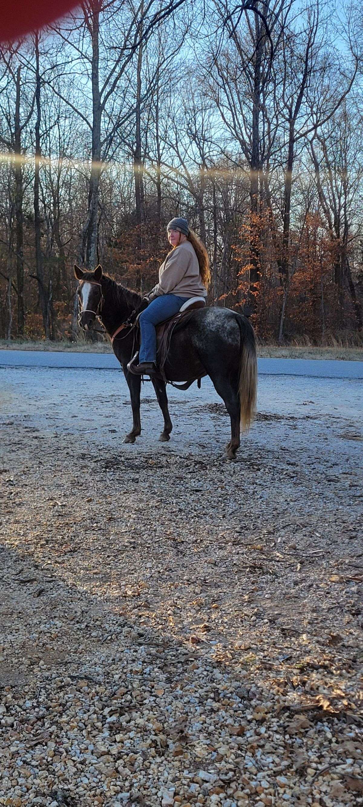 9yr Old Appy Mare Possibly Bred to Friesian Stallion
