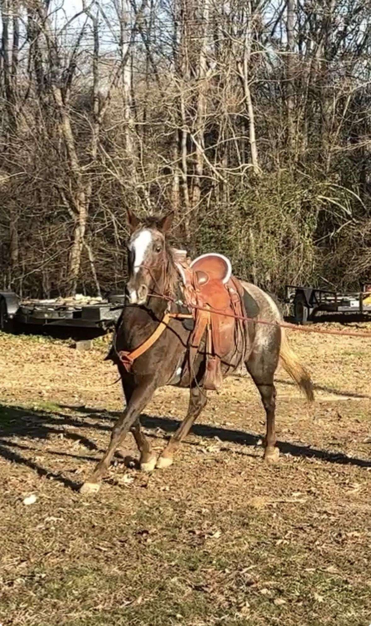 9yr Old Appy Mare Possibly Bred to Friesian Stallion