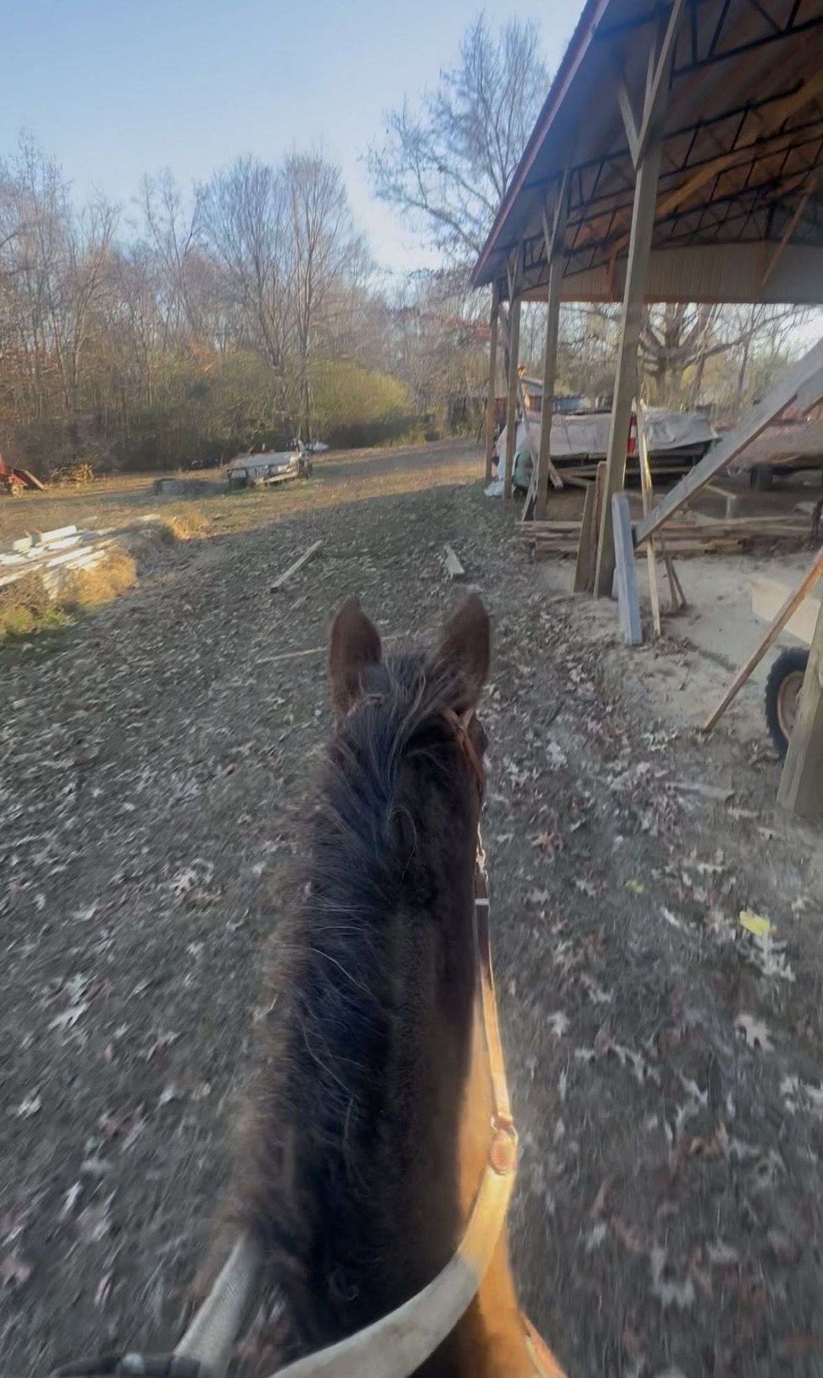 9yr Old Appy Mare Possibly Bred to Friesian Stallion