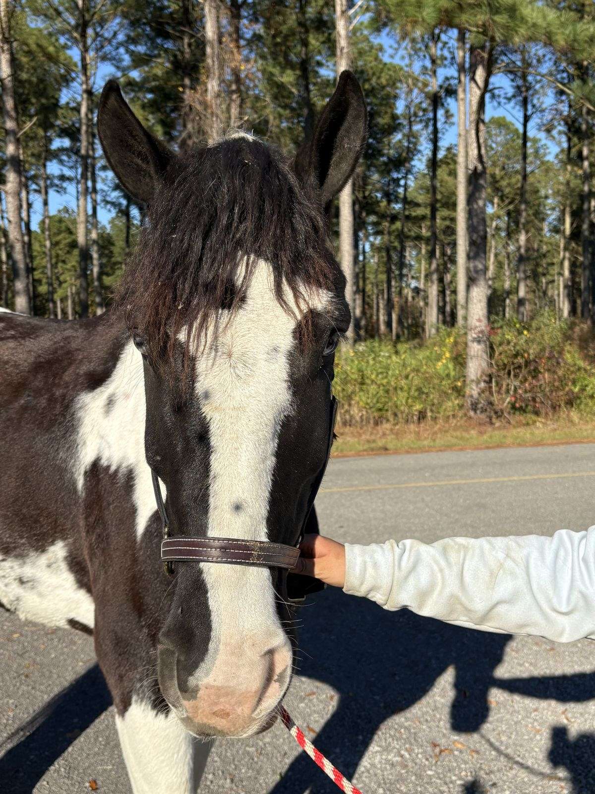 Spotted Draft Gelding