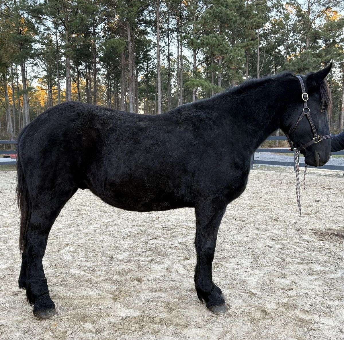 Black Draft Cross