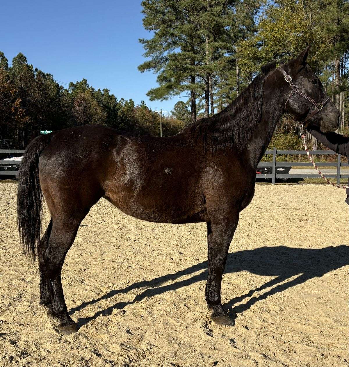 Black QH Cross Mare