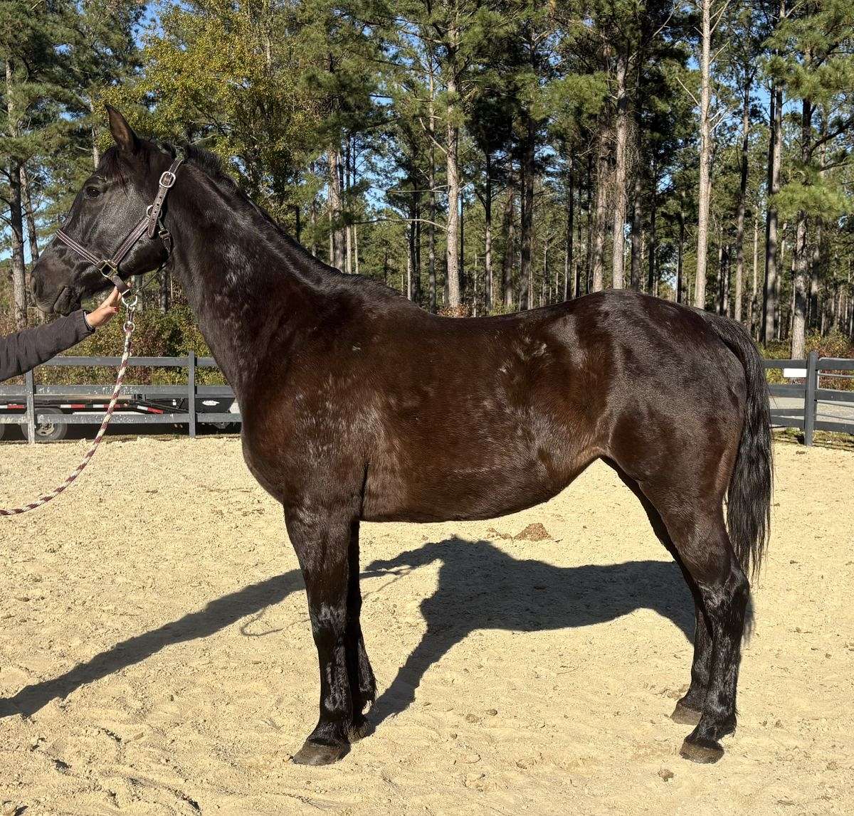 Black QH Cross Mare