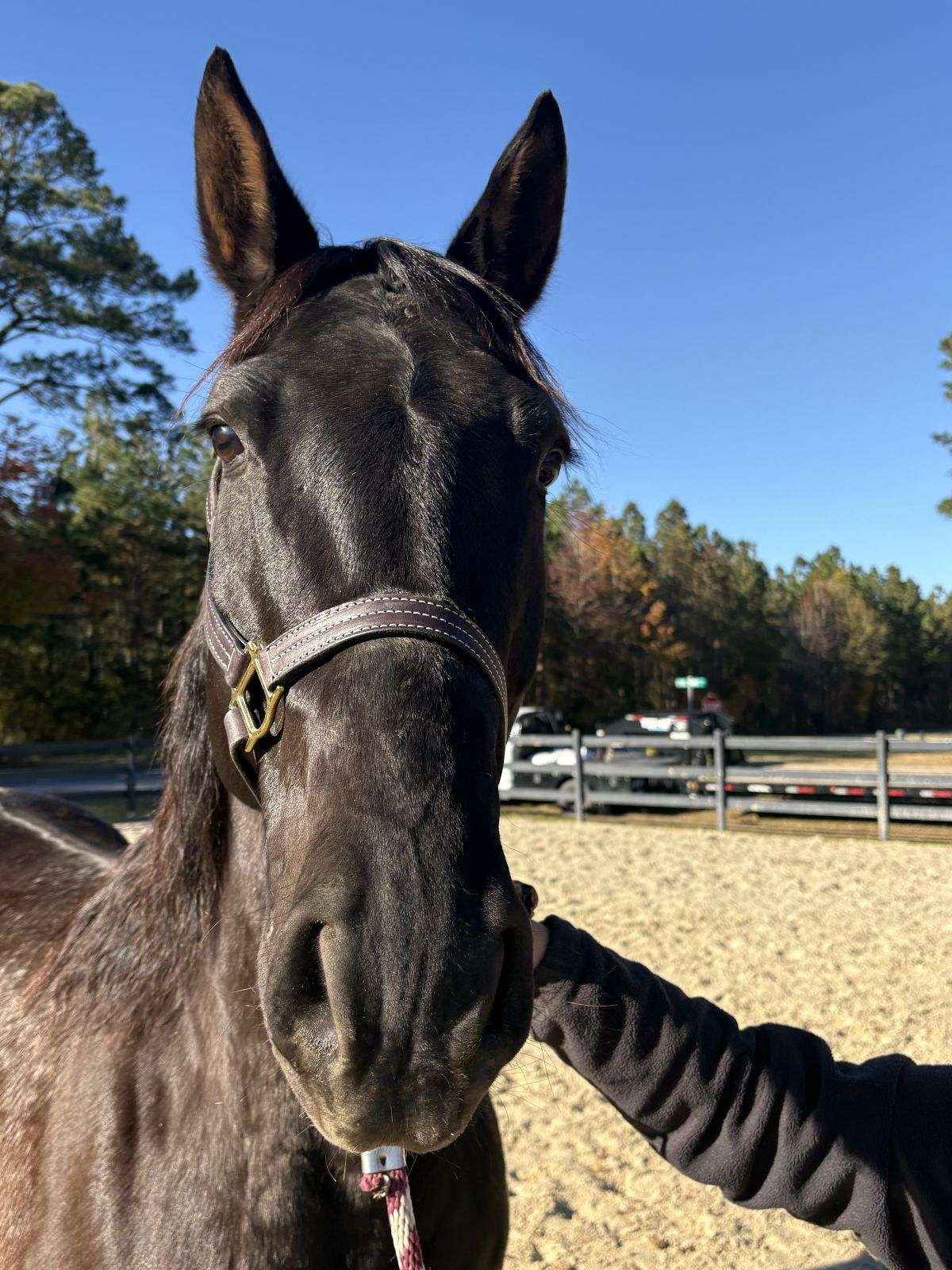 Black QH Cross Mare