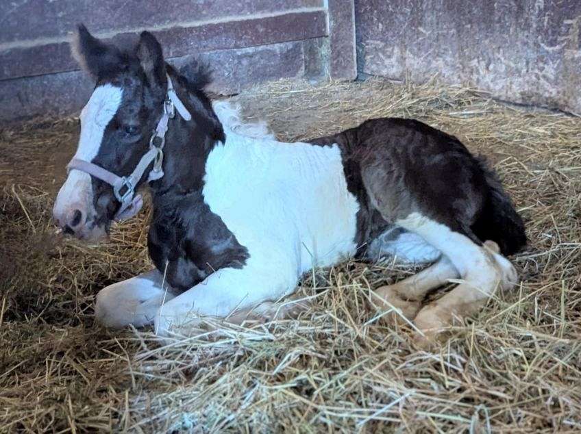 Holiday Special On 2026 in-Utero Gypsy Vanner Foal