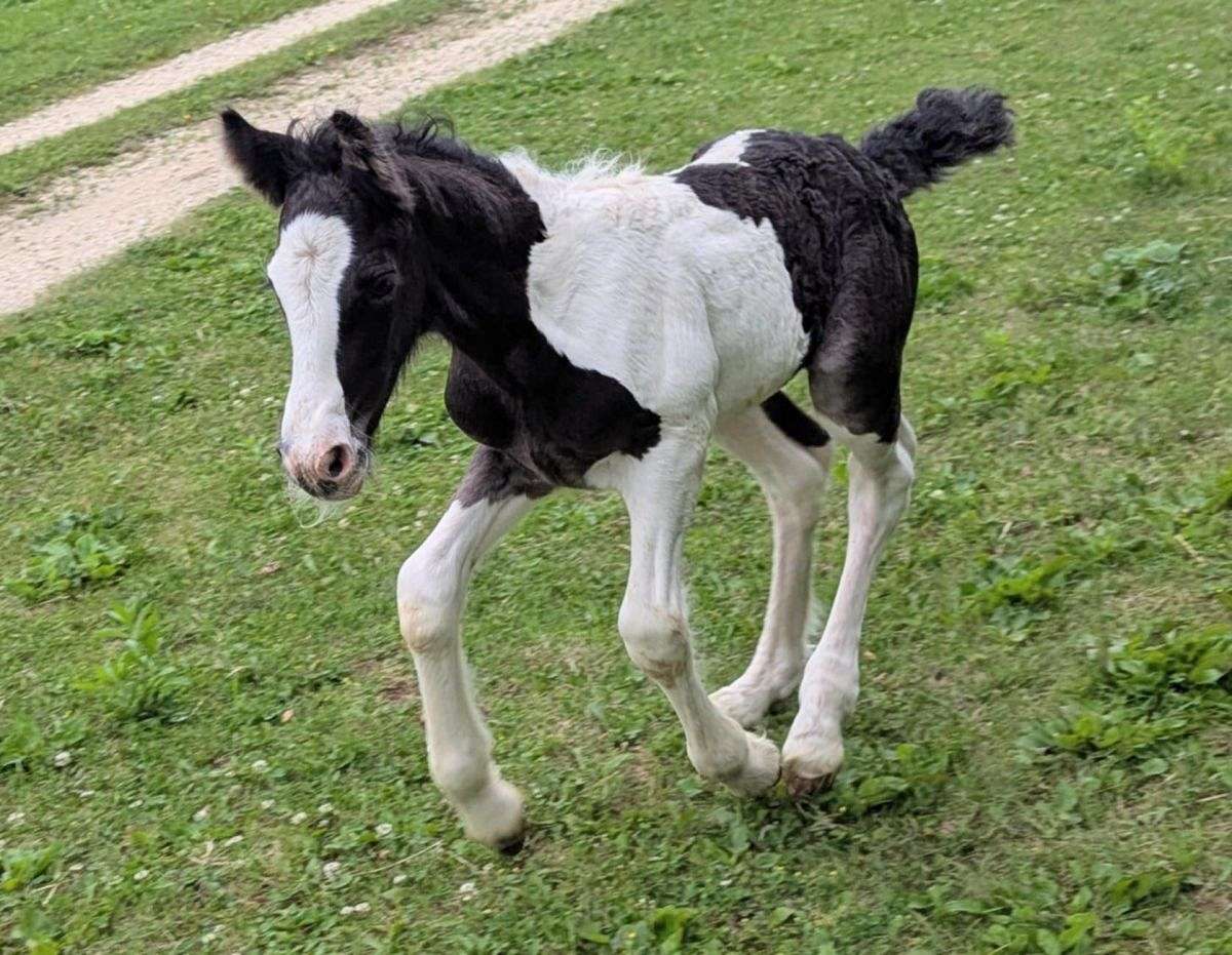 Holiday Special On 2026 in-Utero Gypsy Vanner Foal