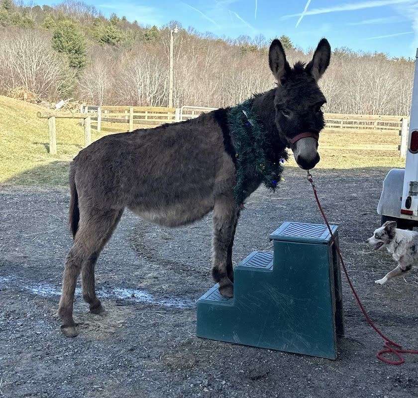 Miniature Jenny Donkey