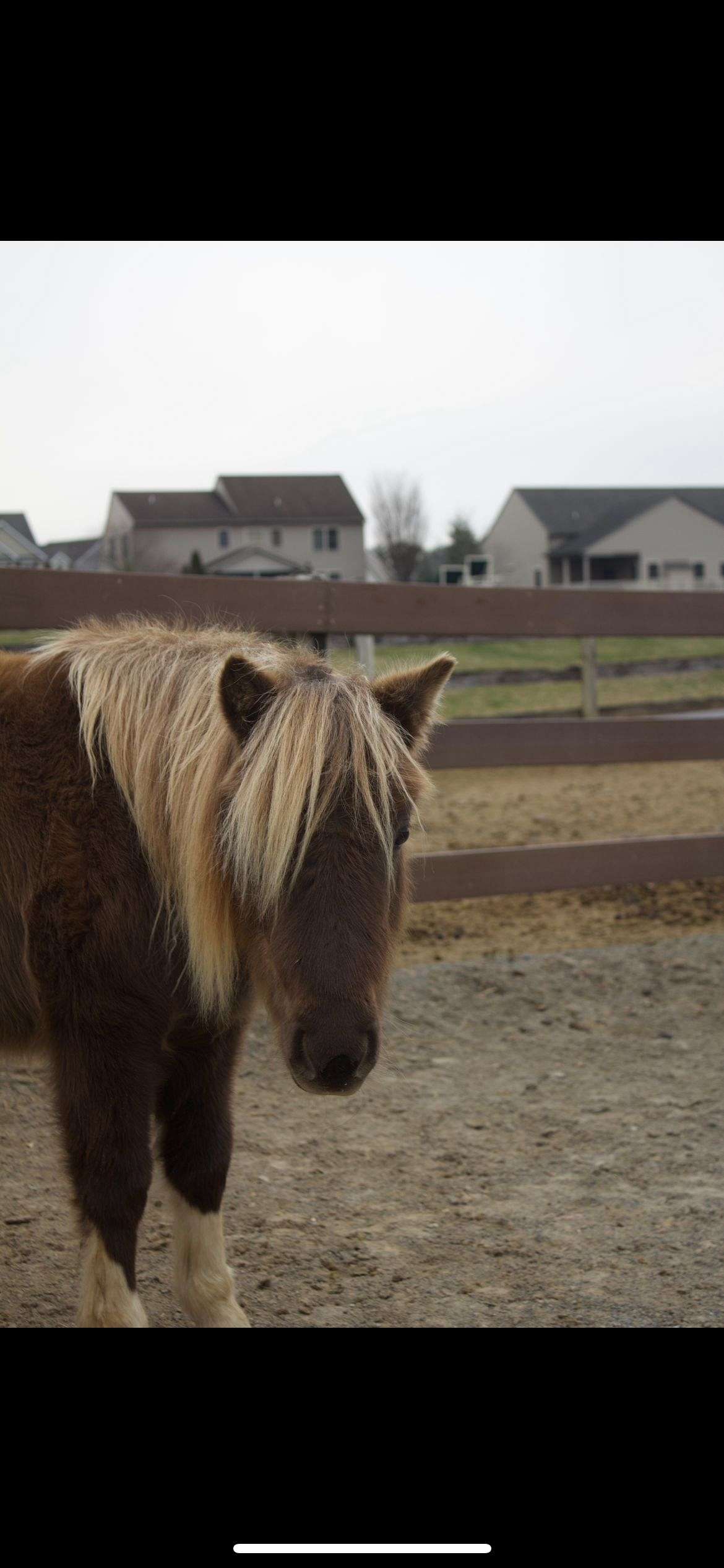 Chocolate Palomino Mini