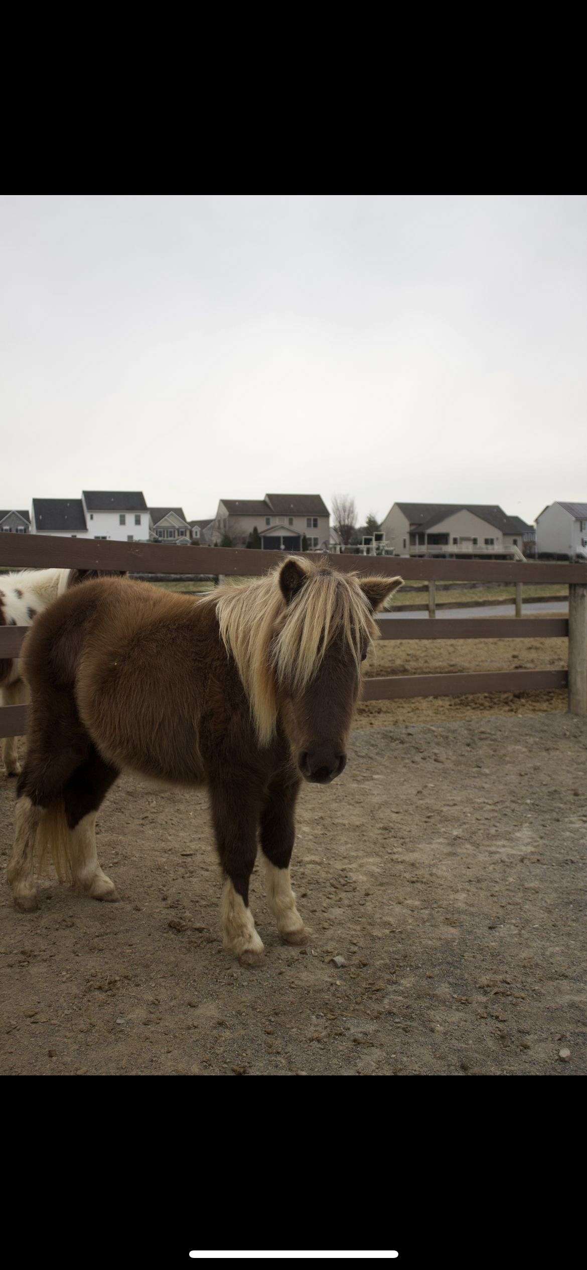 Chocolate Palomino Mini