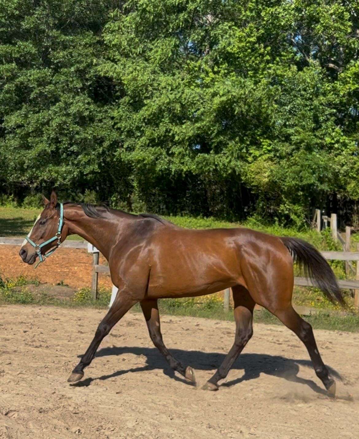 Stunning Stella - OTTB - Kid-Safe, Honest, Kind
