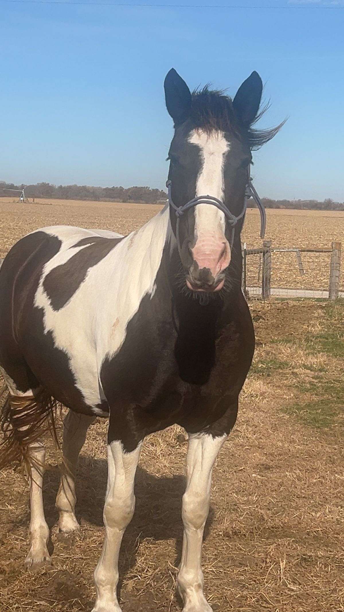 Paint/Draft Mare