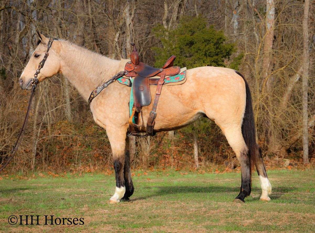 Pretty Buttermilk Buckskin Quarter Horse Mare, Trail Rides, Ranch Work
