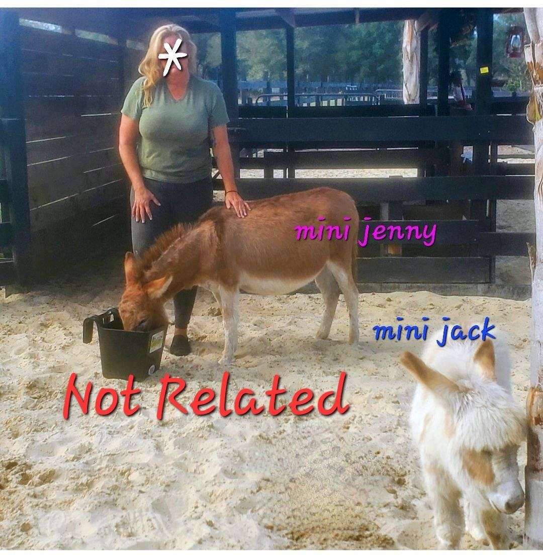 Mini Donkeys Jenny Jack Friendly Family Quality Pets