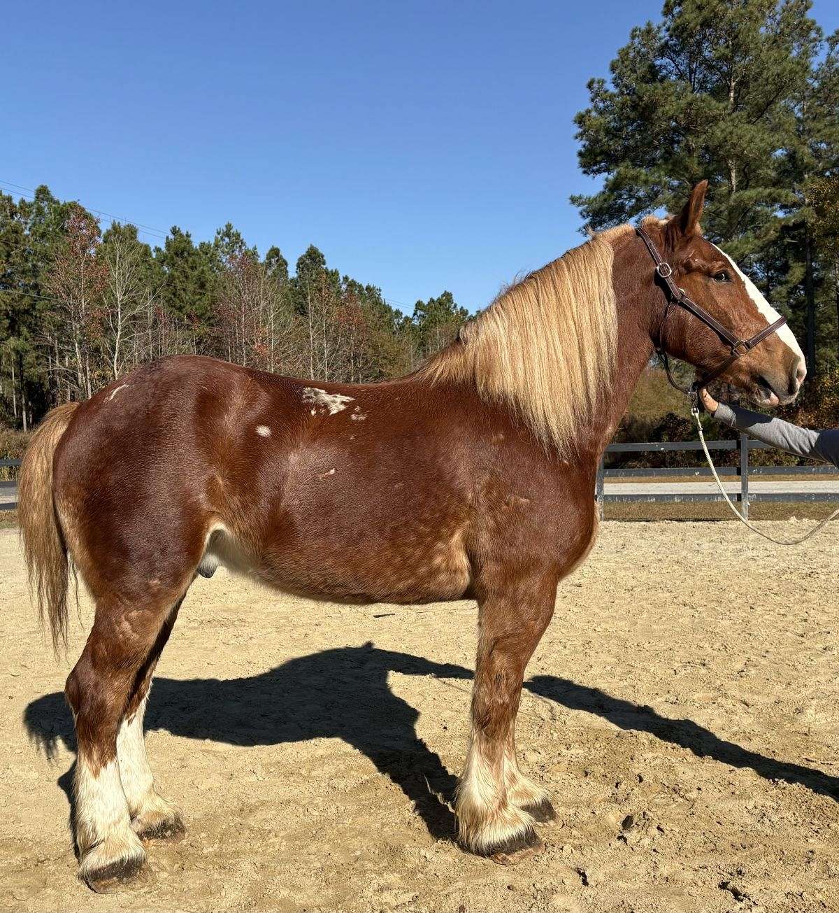Sorrel Belgian Gelding