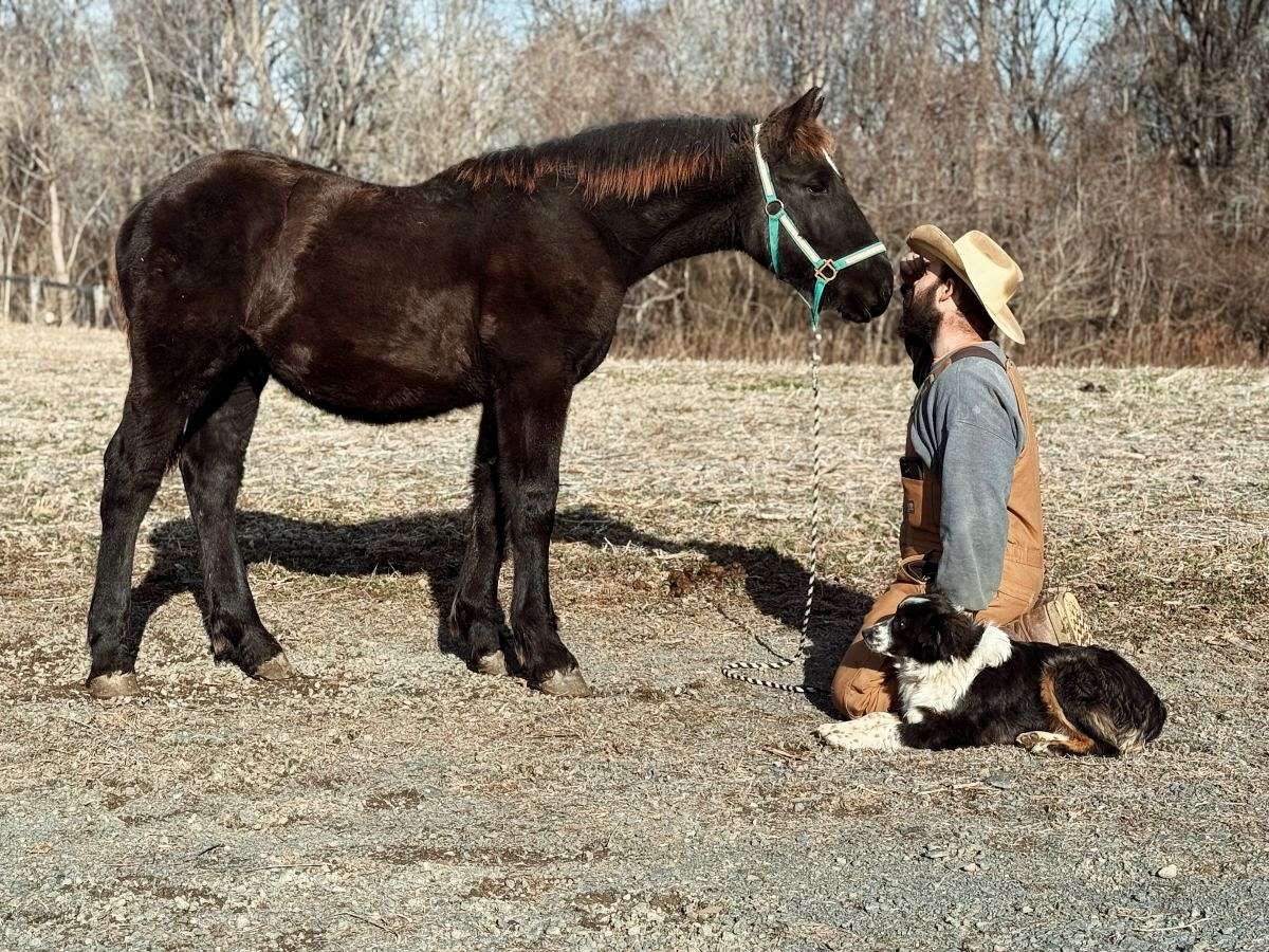 Gorgeous Percheron Colt
