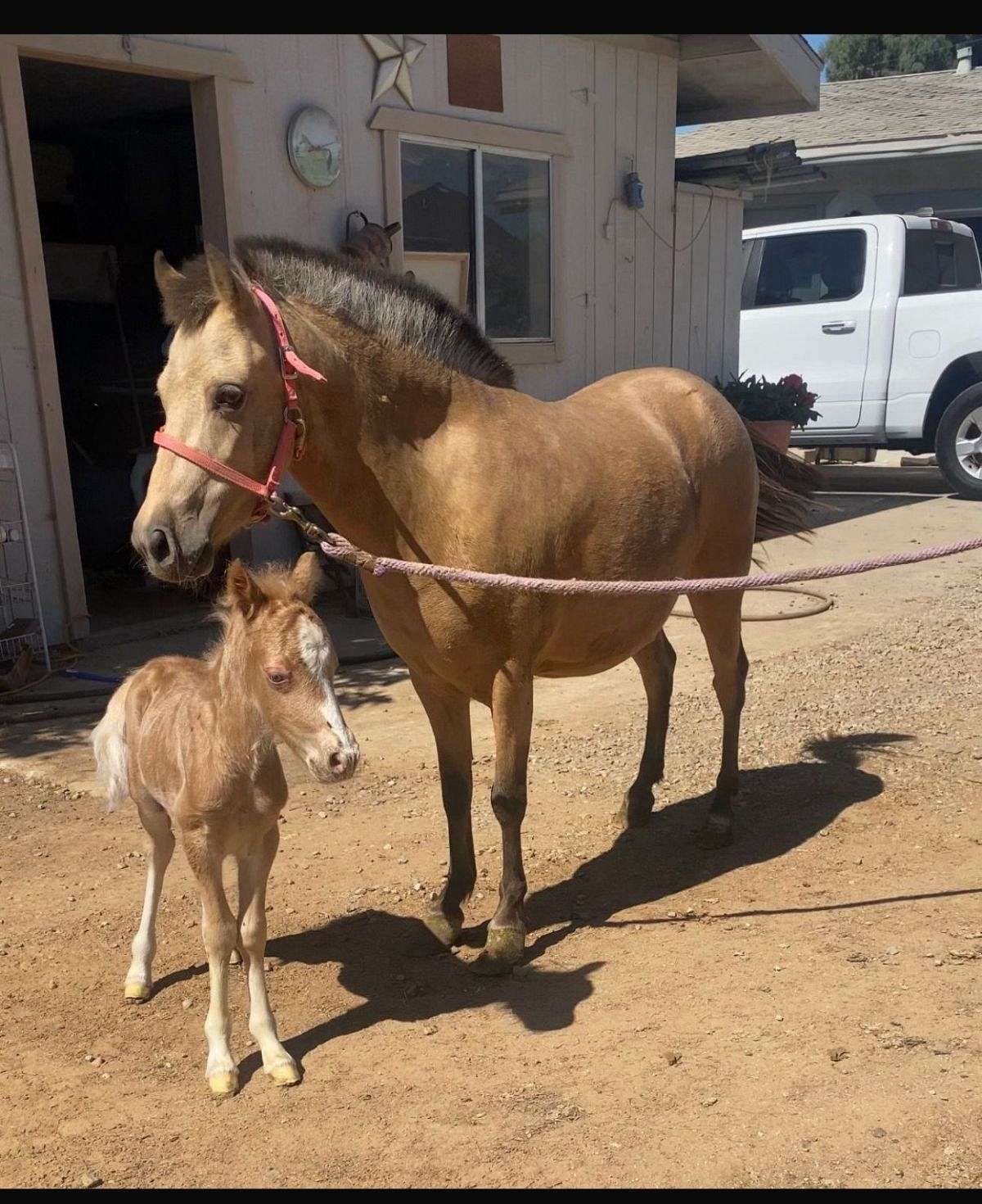 Minature Pony