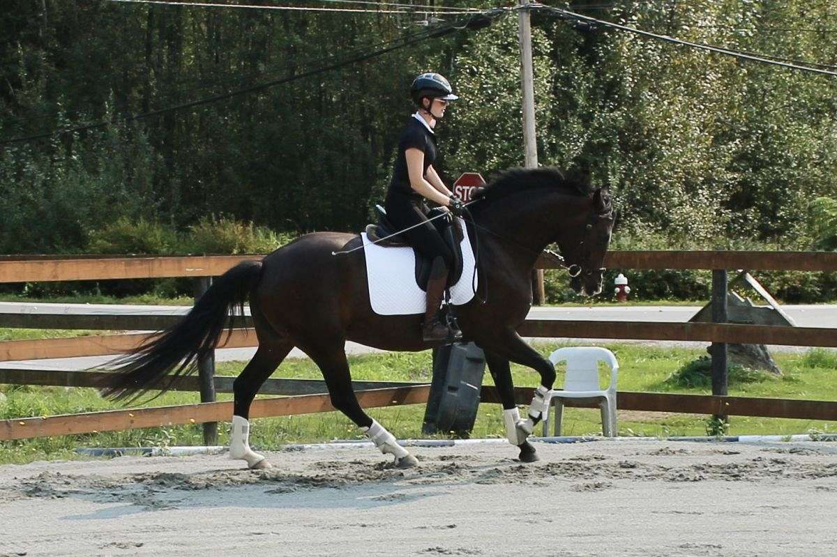 2020 Oldenburg Mare