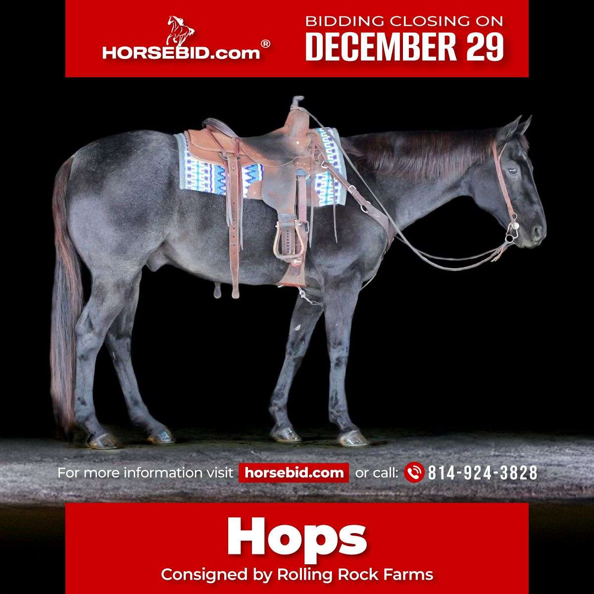 Hops - a Safe & Steady Partner 13 Yr Old Blue Roan Quarter Horse Gelding!