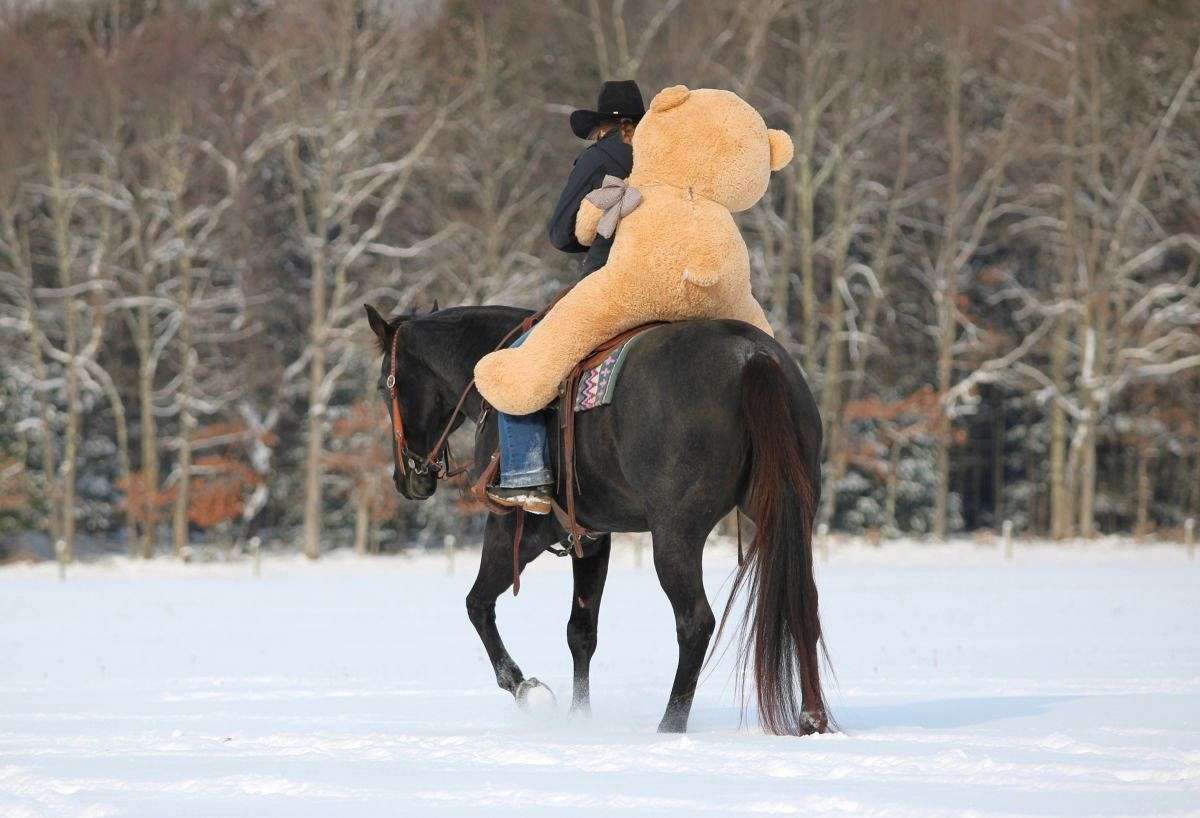 Hops - a Safe & Steady Partner 13 Yr Old Blue Roan Quarter Horse Gelding!