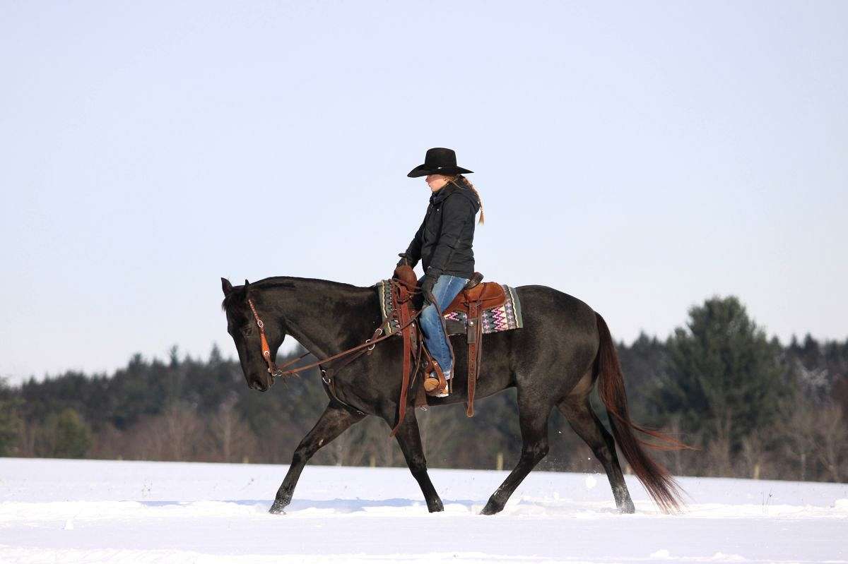 Hops - a Safe & Steady Partner 13 Yr Old Blue Roan Quarter Horse Gelding!